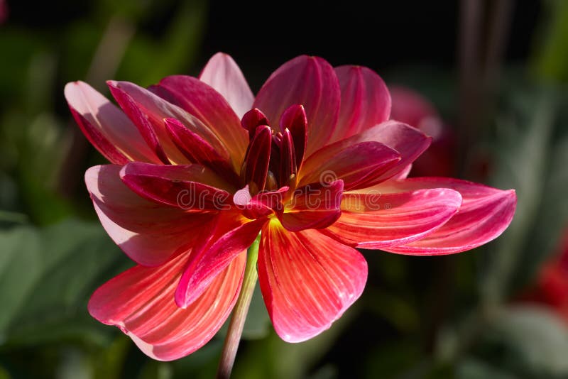 Dahlia stock image. Image of rare, petals, closeup, opened - 78502495