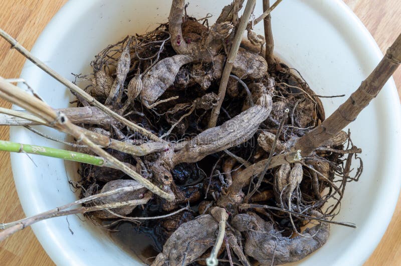 245 Dahlia Roots Stock Photos - Free & Royalty-Free Stock Photos from ...