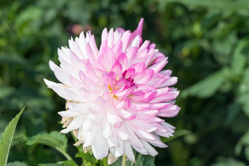 Dahlia rose image stock. Image du dahlias, centrale, fleurs - 59495751