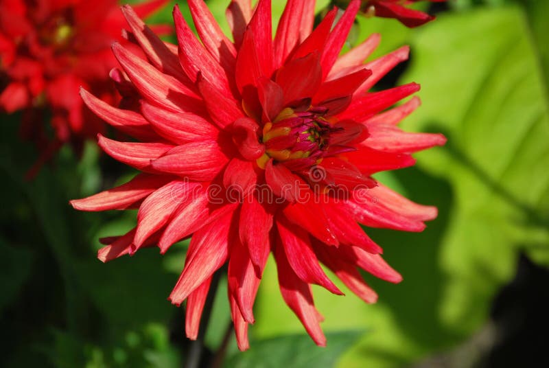 Dahlia Rouge Sur Le Fond Blanc Image. Image: 6634995