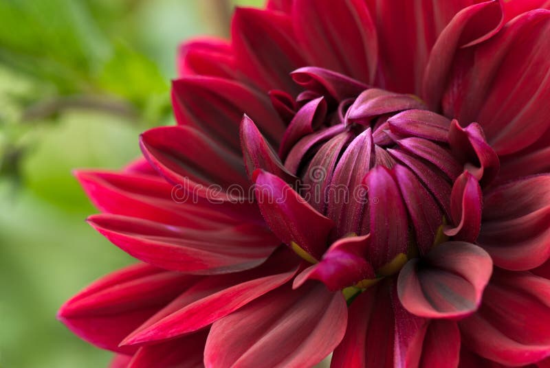 Trois Belles Fleurs Rouges De Dahlia Image stock - Image du jardinage ...