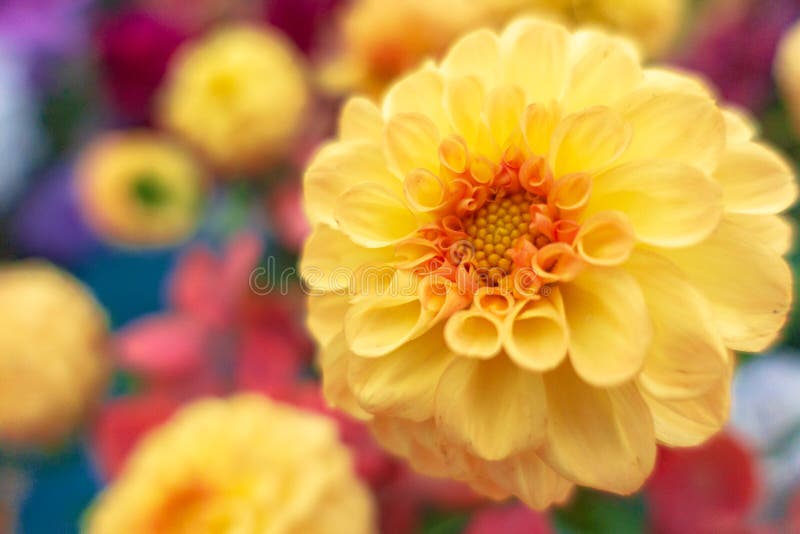 Dahlia Spherical Yellow Color Close-up Stock Photo - Image of blooming ...