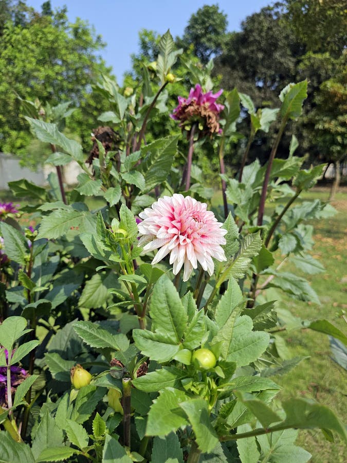 Dahlia Veca Lucia Georgina Flower Stock Photo - Image of flower ...