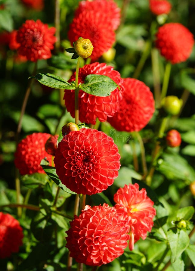 170 Rare Dahlias Stock Photos - Free & Royalty-Free Stock Photos from ...