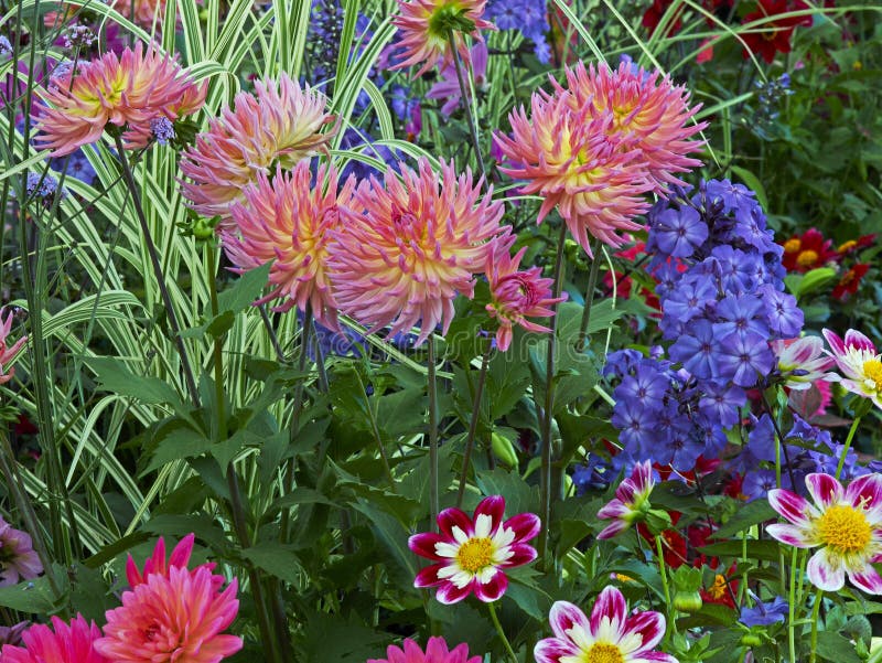 Dahlias in Colourful Border Stock Image - Image of close, july: 246303489