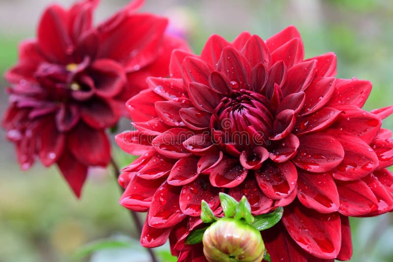 Dahlias rouges photo stock. Image du centrale, frais - 130485796