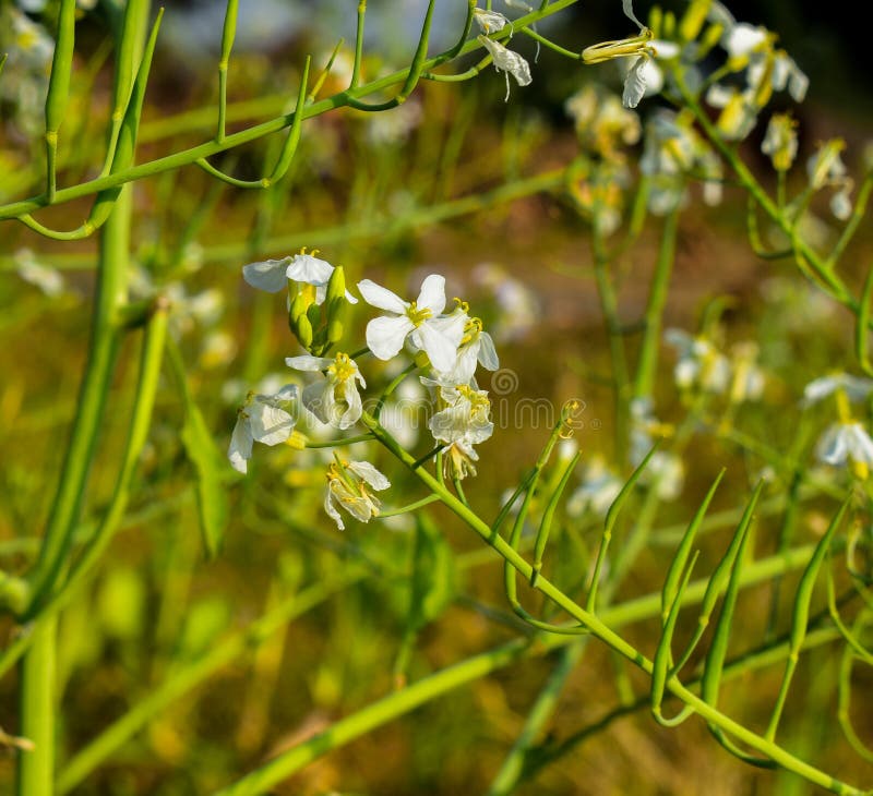 Beautiful Daikon Radish or Raphanus Sativus Flower in the Garden. Stock ...