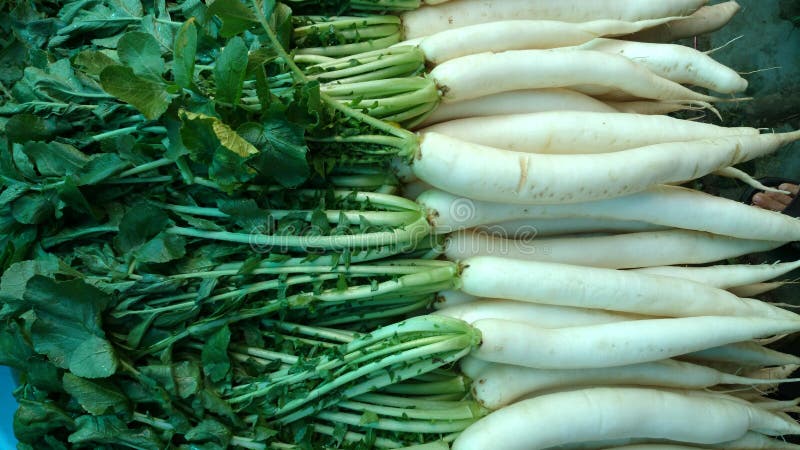 Daikon, ravanello bianco fotografia stock. Immagine di bianco - 36360382