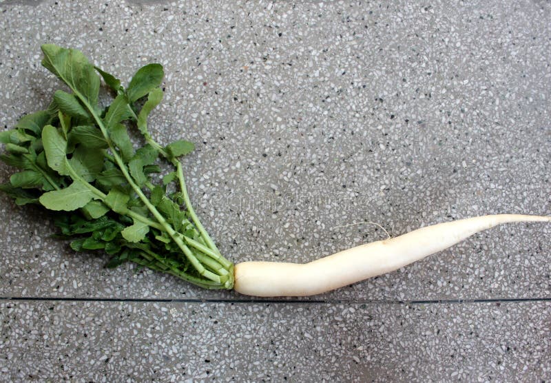 Daikon, witte radijs stock foto. Image of plantaardig - 36360382