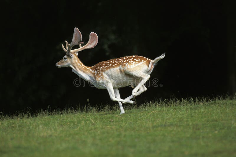 Fallow Deer, Dama Dama, Male Running Stock Photo - Image of outdoors ...