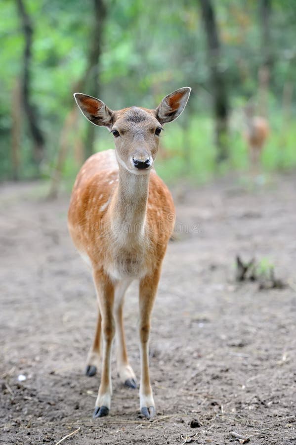 Daini immagine stock. Immagine di foresta, verde, orecchi - 33616453