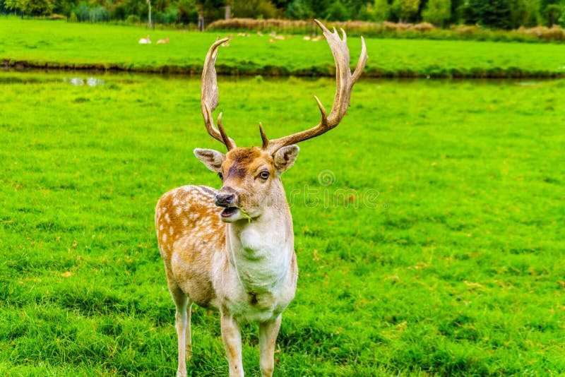 Daini Con I Corni in Un Prato Immagine Stock - Immagine di fiato ...