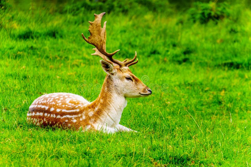 Daini Con I Corni in Un Prato Immagine Stock - Immagine di animali ...