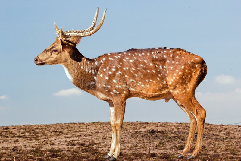 Daini Macchiati Svegli Su Bianco Immagine Stock - Immagine di pelliccia ...
