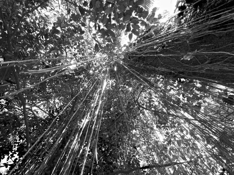 Daintree Forest Australia Canopy Stock Image - Image of lush, trees ...