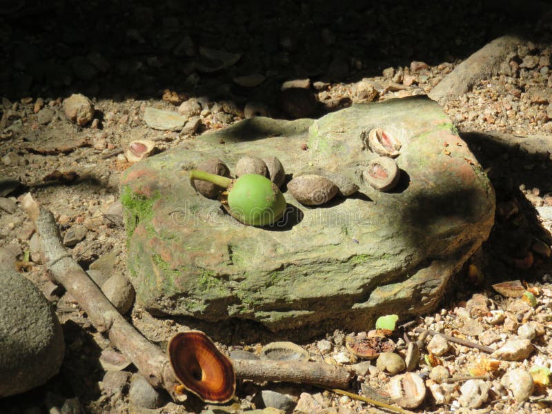 Daintree Nuts stock image. Image of edible, aborigines - 44383651