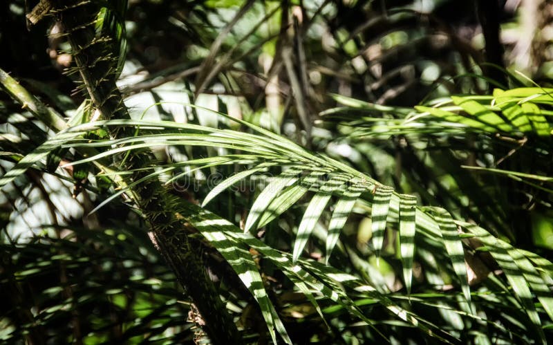 Daintree Rainforest Palm and Plant Undergrowth in Dry Season Stock ...