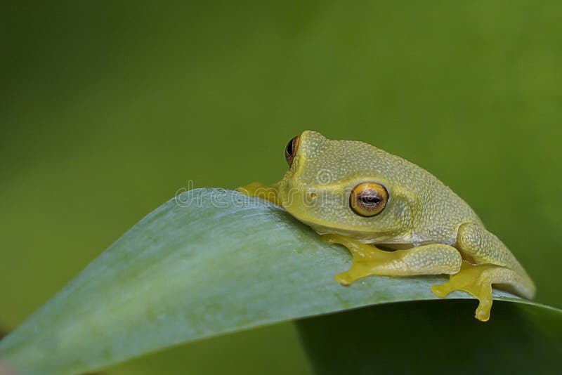 Dainty Green Tree Frog Litoria Gracilenta Stock Image - Image of ...