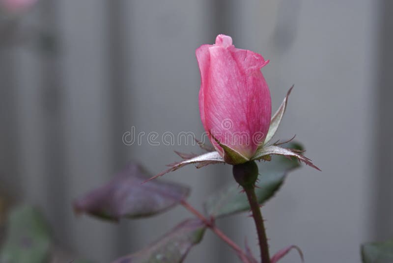 Dainty Pink stock image. Image of delicate, single, soft - 11643713