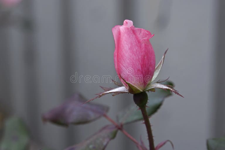 Dainty Pink stock image. Image of delicate, single, soft - 11643713