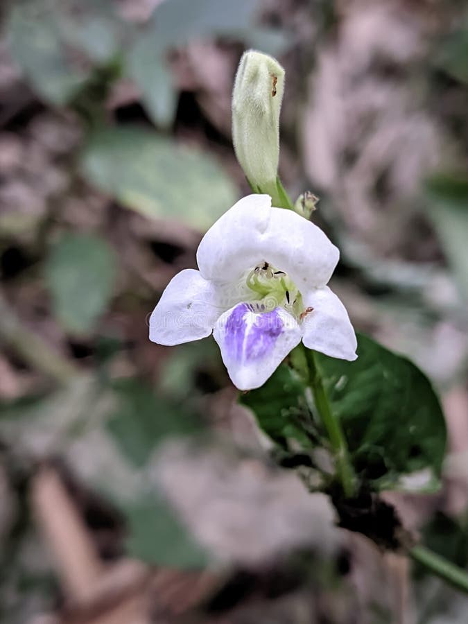 Dainty White Flowers with a Touch of Purple Stock Photo - Image of ...