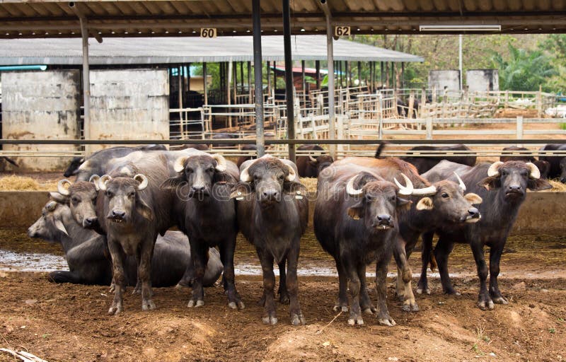 Dairy buffalo stock photo. Image of field, season, people - 29354256