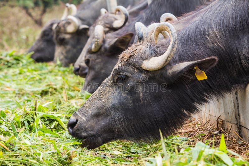 Dairy buffalo eating grass stock photo. Image of countryside - 29002128