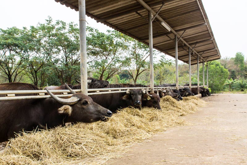 Dairy buffalo farm stock photo. Image of portrait, countryside - 29001698