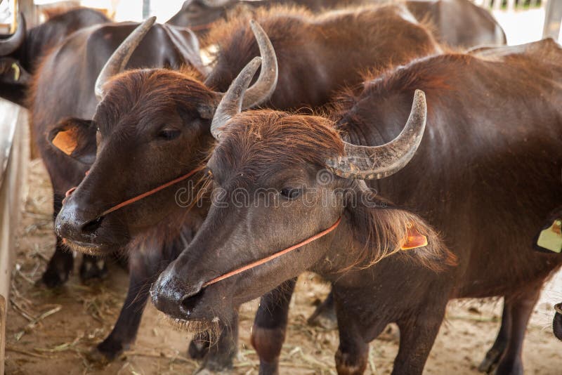 Dairy buffalo stock image. Image of flock, countryside - 29001719