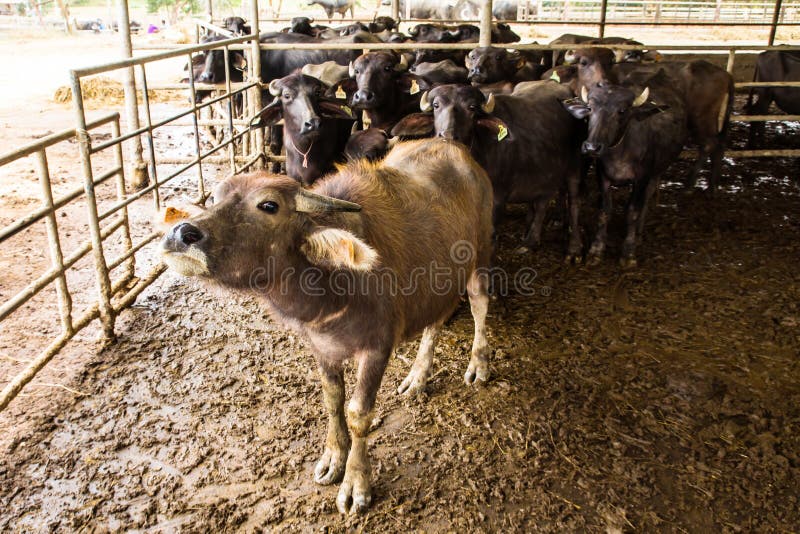 Dairy buffalo in stables stock photo. Image of nature - 29001886