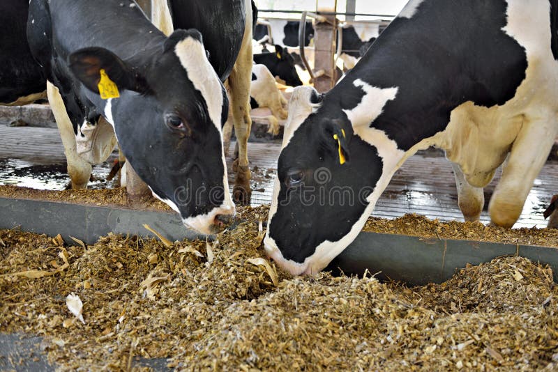 Dairy cattle eating silage stock photo. Image of farm - 206694902