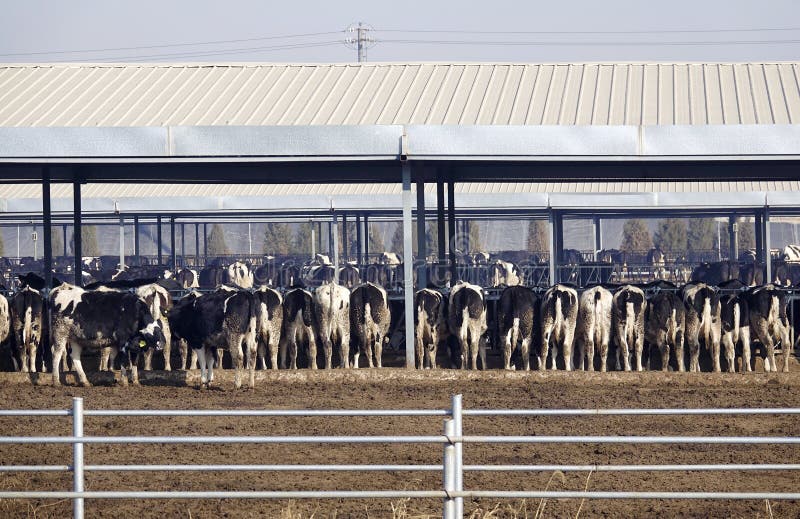 Dairy cattle farms stock photo. Image of animal, cattle - 83460700