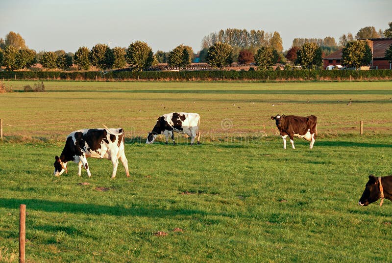 Dairy cattle in the field stock photo. Image of colorful - 208136918