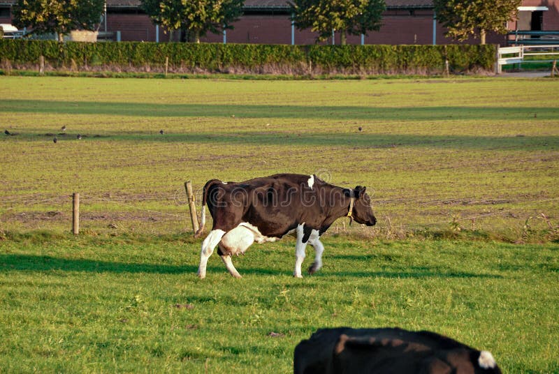 Dairy cattle in the field stock image. Image of white - 208137005