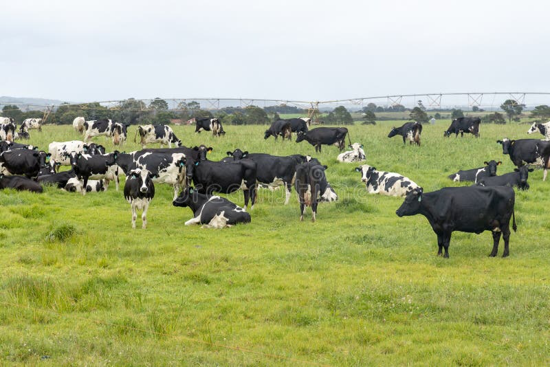 Dairy cattle in a field stock image. Image of bovine - 237071185