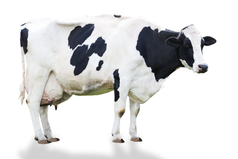 Dairy cattle stock image. Image of isolated, dairy, milk - 54659877
