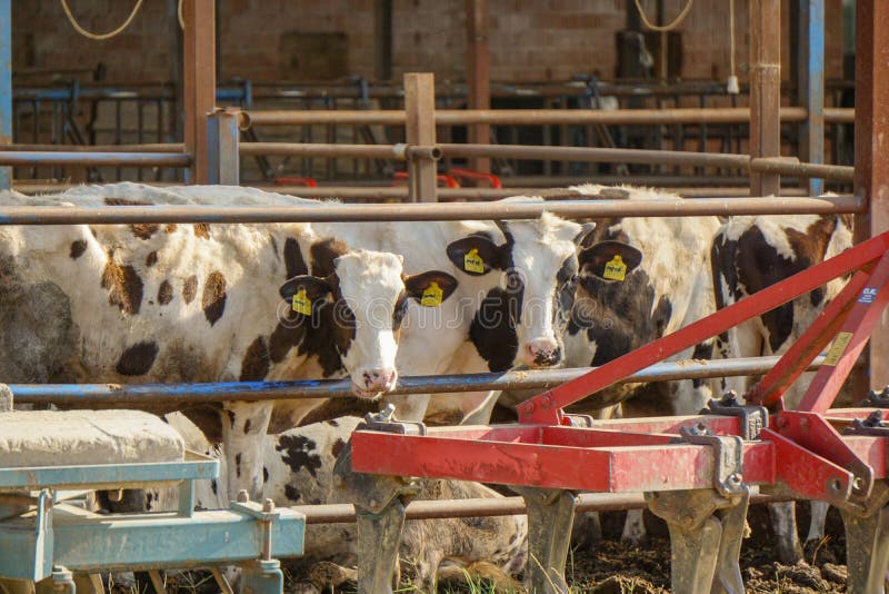 Dairy Cattle in a Modern Cow Barn with Livestock Stock Photo - Image of ...