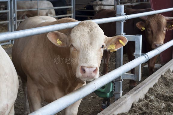 1+ Dairy cow pen Free Stock Photos - StockFreeImages