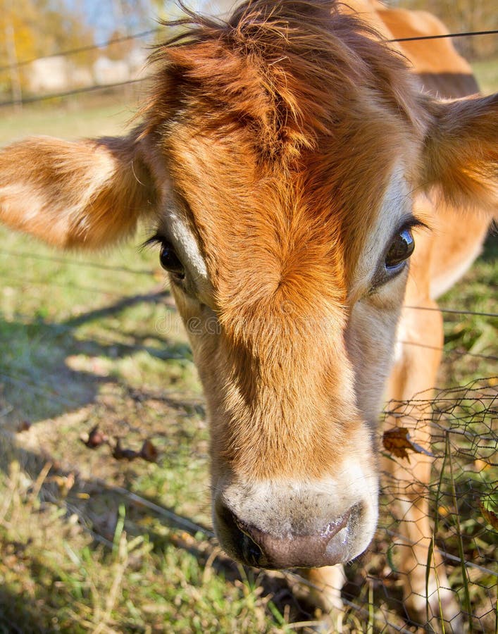 Dairy Cow stock image. Image of sustainable, friendly - 22817343