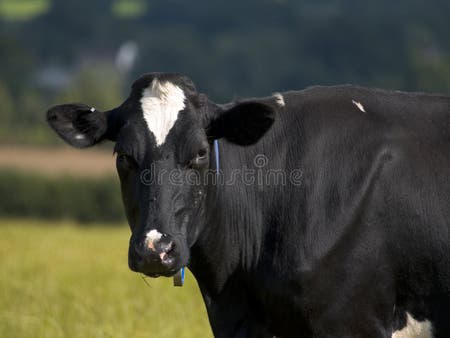 Dairy Cow stock image. Image of beef, bovine, grass, rural - 231473