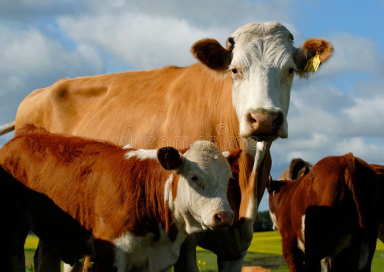 Dairy Cow stock photo. Image of bovine, herd, dairy, horn - 5763532