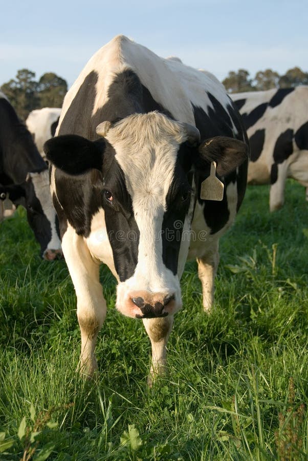 Dairy Cows stock image. Image of cows, milk, milker, group - 7006599