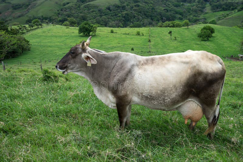 Dairy cow in Costa Rica stock image. Image of grassland - 84035639