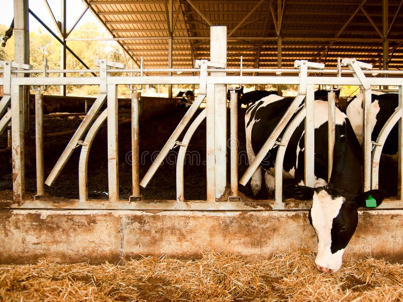 Dairy cow eats straw stock photo. Image of freshness - 31063790