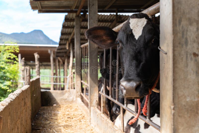 Dairy Cow in Farm Looking at the Camera Stock Image - Image of closeup ...