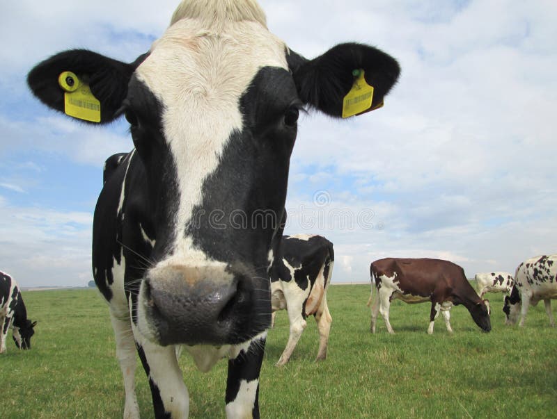 Dairy cow in a field stock image. Image of animal, field - 124822471