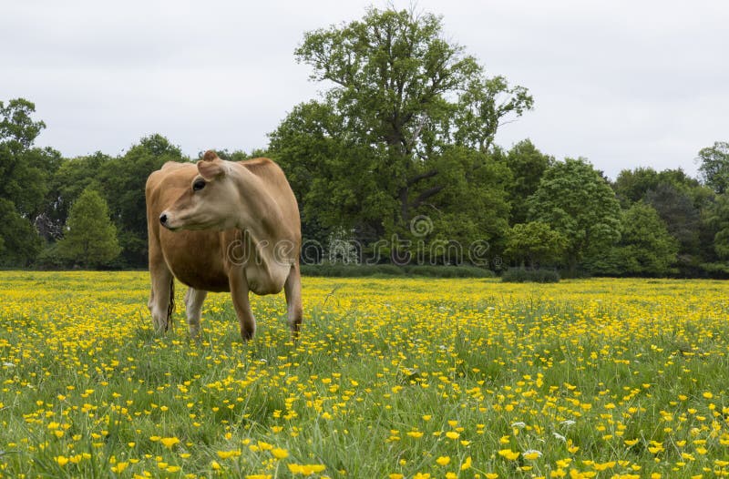 Dairy cow in field stock photo. Image of curious, agriculture - 54691228