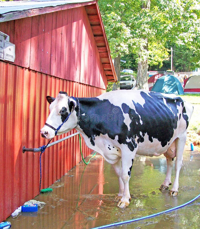 Dairy Cow stock photo. Image of animal, domestic, dairy - 48414798
