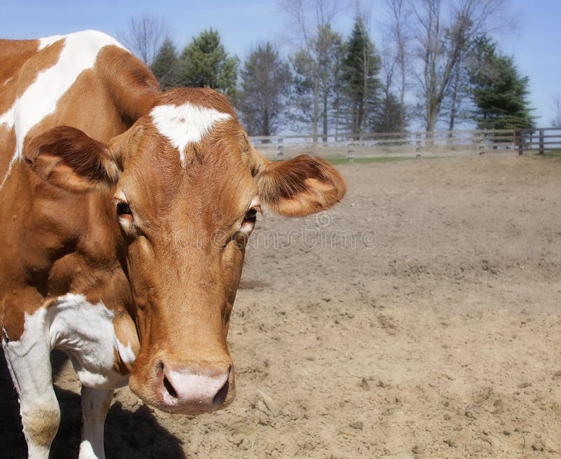 756 Cow Wisconsin Stock Photos - Free & Royalty-Free Stock Photos from ...