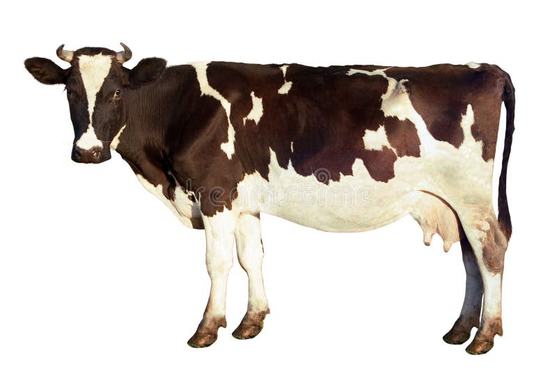 5,271 Cow Side View Stock Photos - Free & Royalty-Free Stock Photos ...